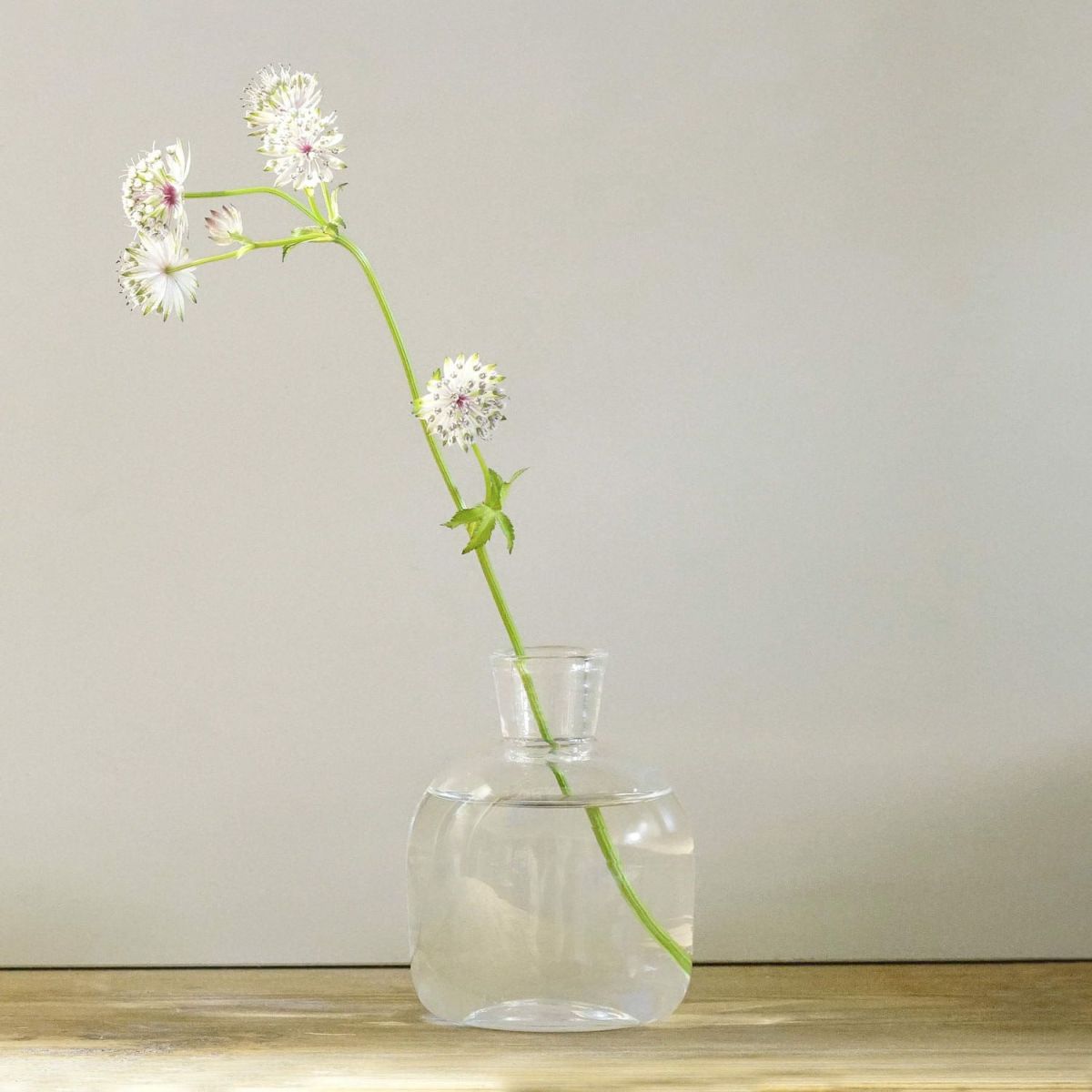 TOUMEI | HIGHTIDE（ハイタイド）公式サイト